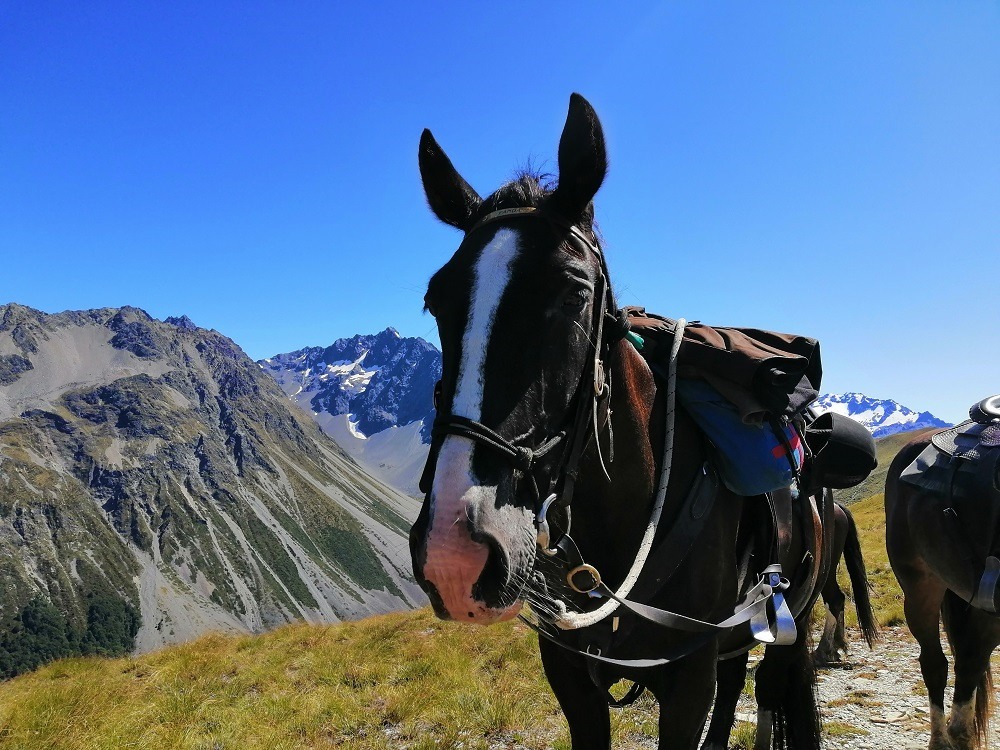 Panda - Adventure Horse Trekking