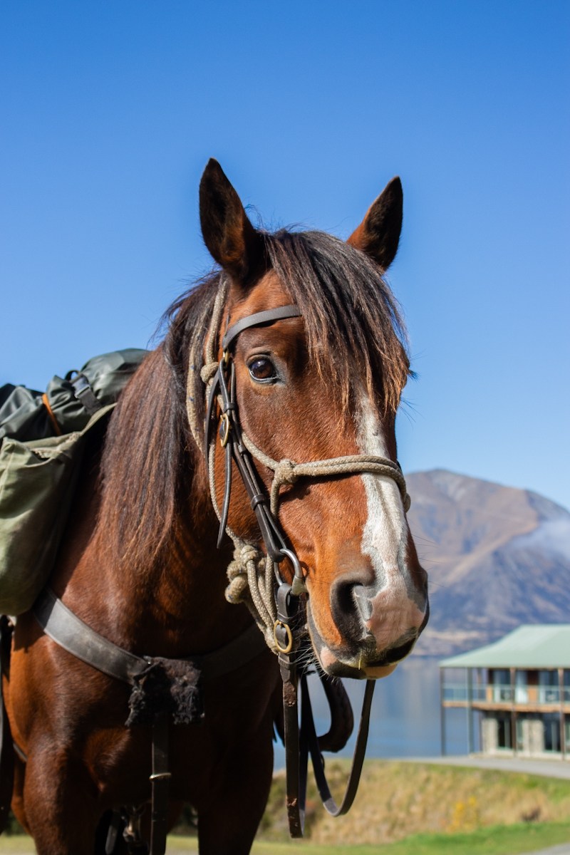 Horseback Holidays